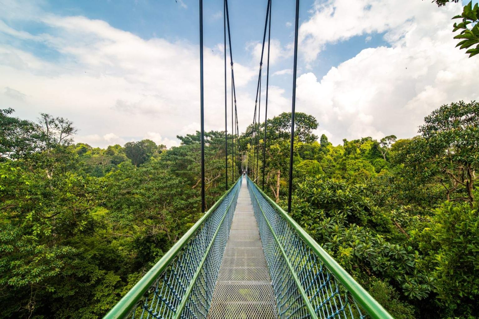 MacRitchie Reservoir Park: Treetop Walk & Nature Trails