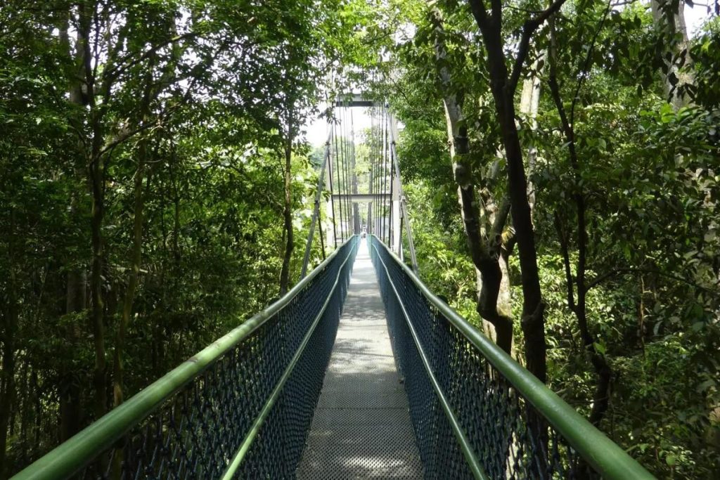 TreeTop Walk (MacRitchie): Canopy Adventure